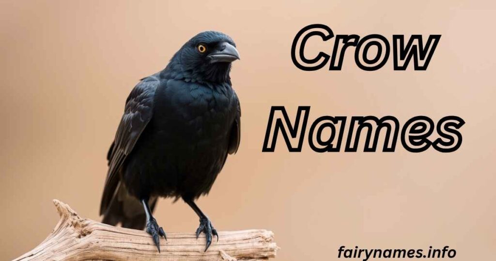 Top 430+ Crow Names: Unique, Funny, and Famous ideas